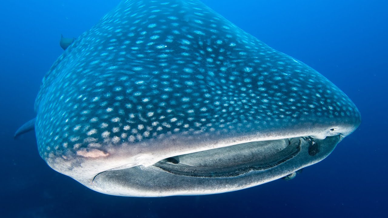 Extreme Scuba Palau! (Yes, we saw a Whale Shark!)