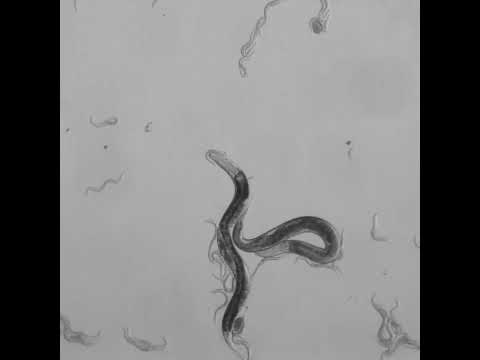 P. pacificus bites, kills, and feeds on a C. elegans larva