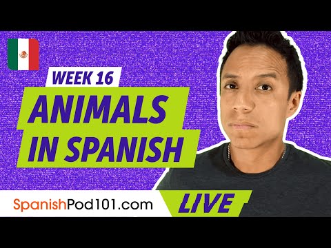 Talking about Animals in Spanish! | Learn Spanish Vocabulary (Week 16)