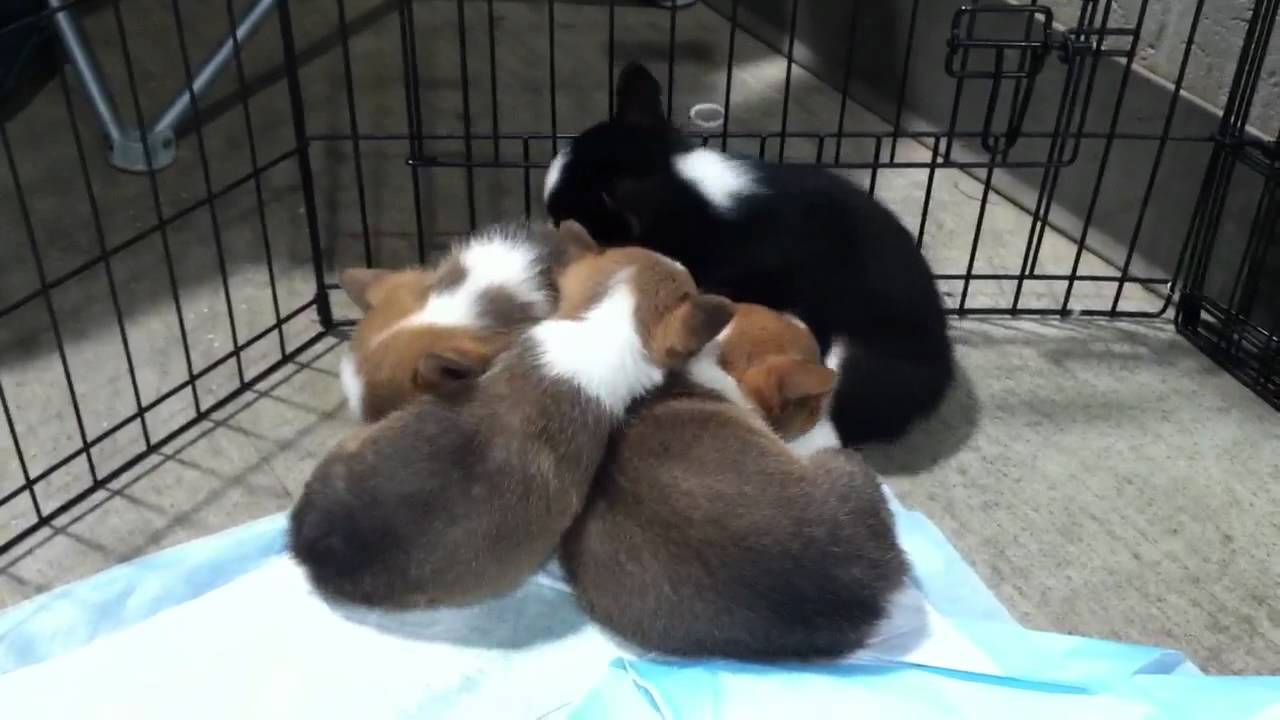 Corgi Puppies Snuggling