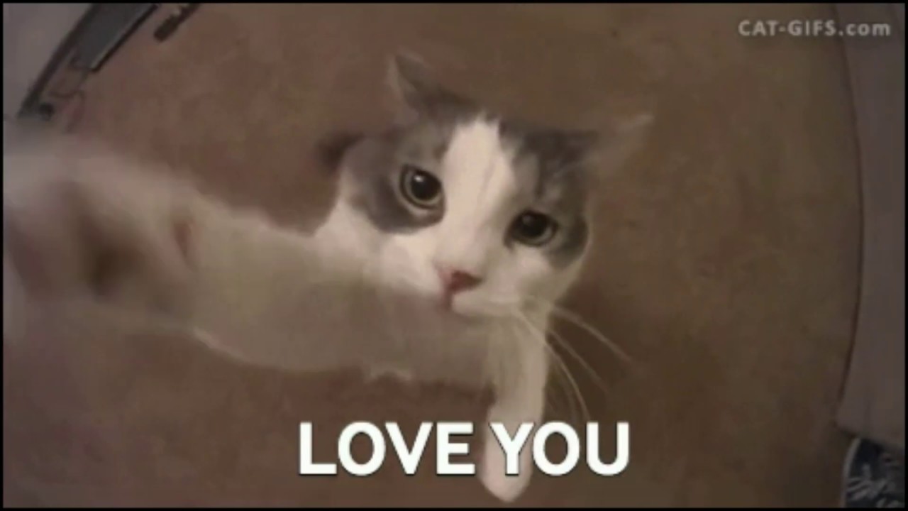 Crazy Cute Cats | Funny Cat Gifs Compilation