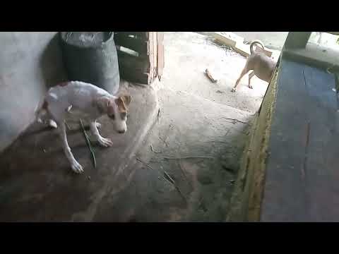 merawat anak anjing yg terlantar dan merawat anjing distemper