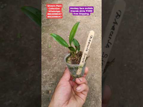 Dracula simia ( Monkey Face Orchid) ₹1999 Free Shipping. #draculasimia #monkeyorchid #shorts #reels