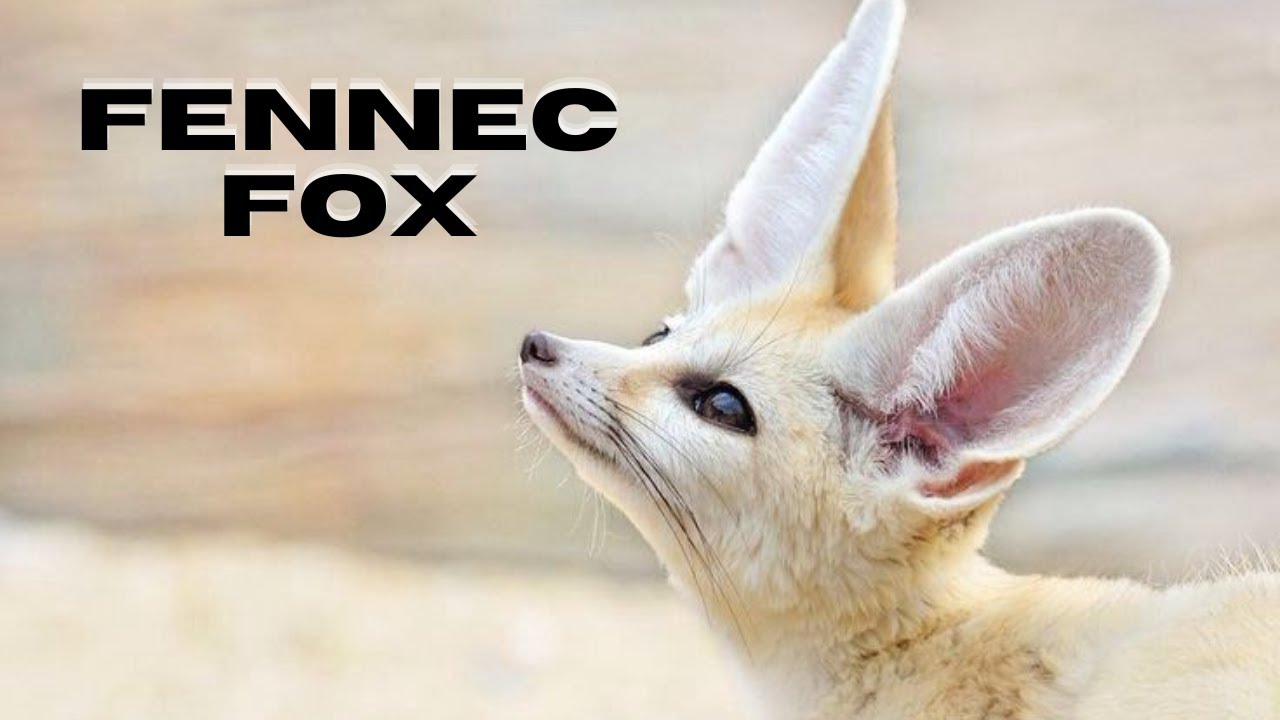 Fennec Fox: Small Desert Fox With Large Ears | Facts & Info