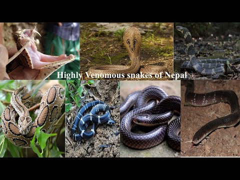 List of venomous snakes of Nepal | aatiyeko baigyanik