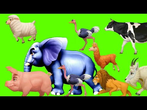 stampede animals running | safari animals compilation | stampede green screen | animal stampede