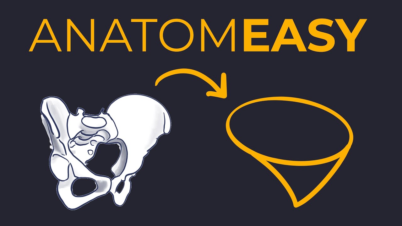 This Makes Anatomy 10x Easier (no exaggeration)