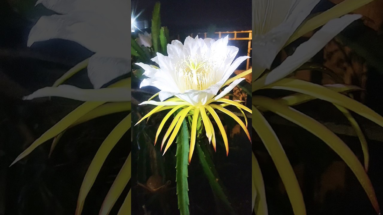 👉Dragonfruit Pollination techniques🙏subscribe🙏 #shorts #viral #youtubeshorts  #satisfying #dragon