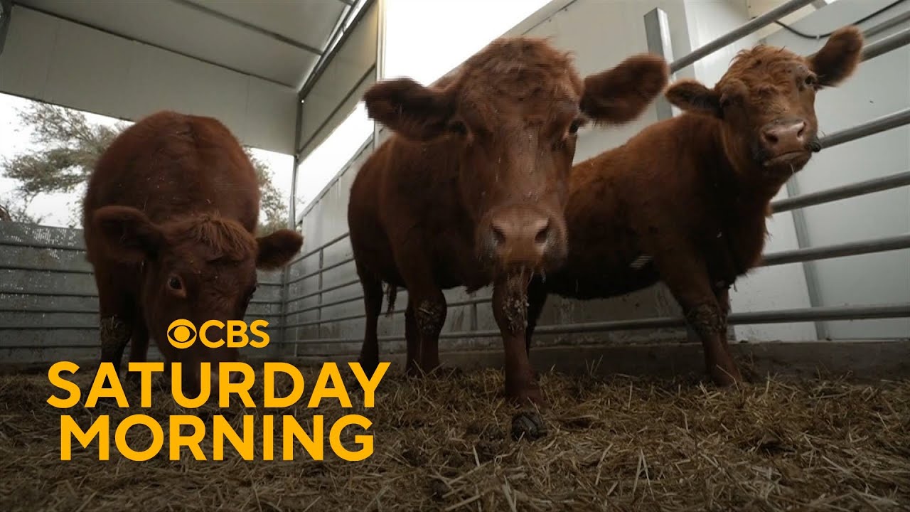 Role of Red Cows Brought to Jerusalem