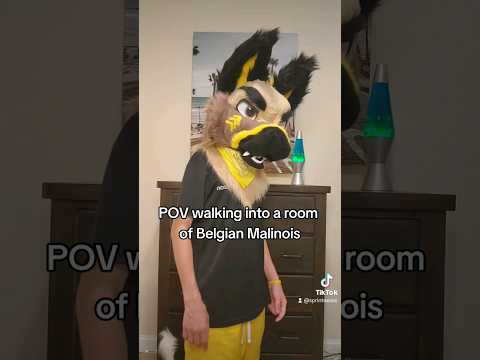 How do you even pronounce Malinois?#furry #fursuit #fursona #furryfandom#fursona #furries #furrymeme