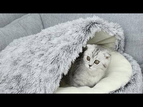 How Much Does it Cost to Own a Cat