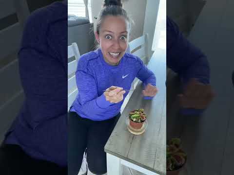 Let’s feed the Venus fly trap #venusflytrap #carnivorousplants #plantfood #plantlover