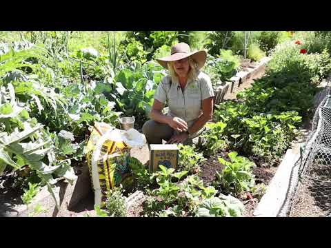 Using Down to Earth Acid Mix 4-3-6 | Feeding Raspberry and Strawberry Plants