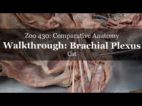 Cat Brachial Plexus Walkthrough