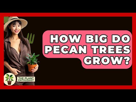How Big Do Pecan Trees Grow? - The Plant Enthusiast