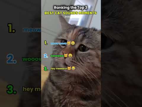 Top 3 BEST CAT SOUNDS MOMENTS 😸🥹