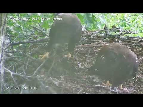 Hays Eagles H19 H20 One Eats then Oh What a Steal ! 6323 2000