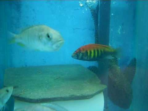 S8300842.AVI