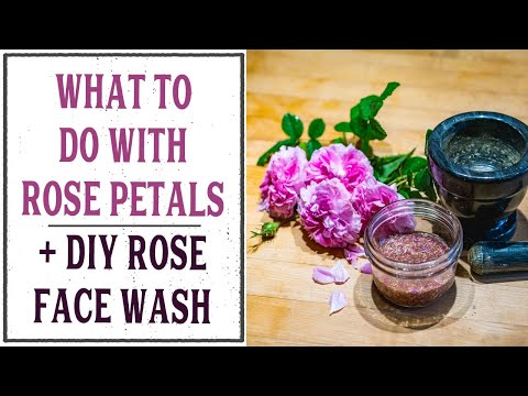 Medicinal Uses for ROSE PETALS + DIY Rose and Honey Face Wash for Dry, Aging Skin