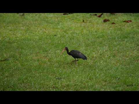 Ecuador Birdwatching: Bare-faced Ibis (Phimosus infuscatus) 2-2