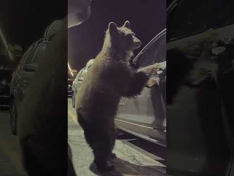 TESLA SENTRY MODE CAUGHT BEAR IN ACTION