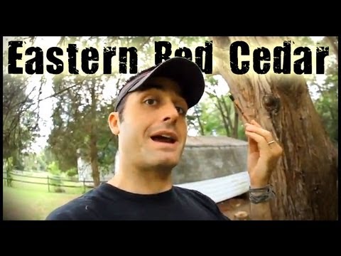 The Eastern Red Cedar's Interesting Story