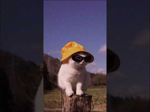 I'll make you change you wallpaper!!#wallpaper#aesthetic #funny#cats#fyp