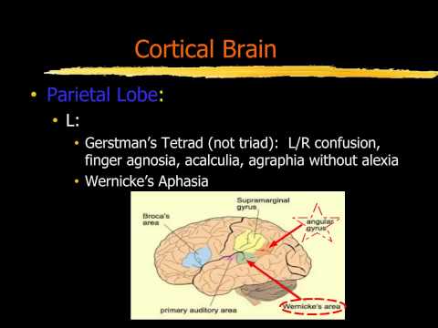 Cerebral Cortex Localization