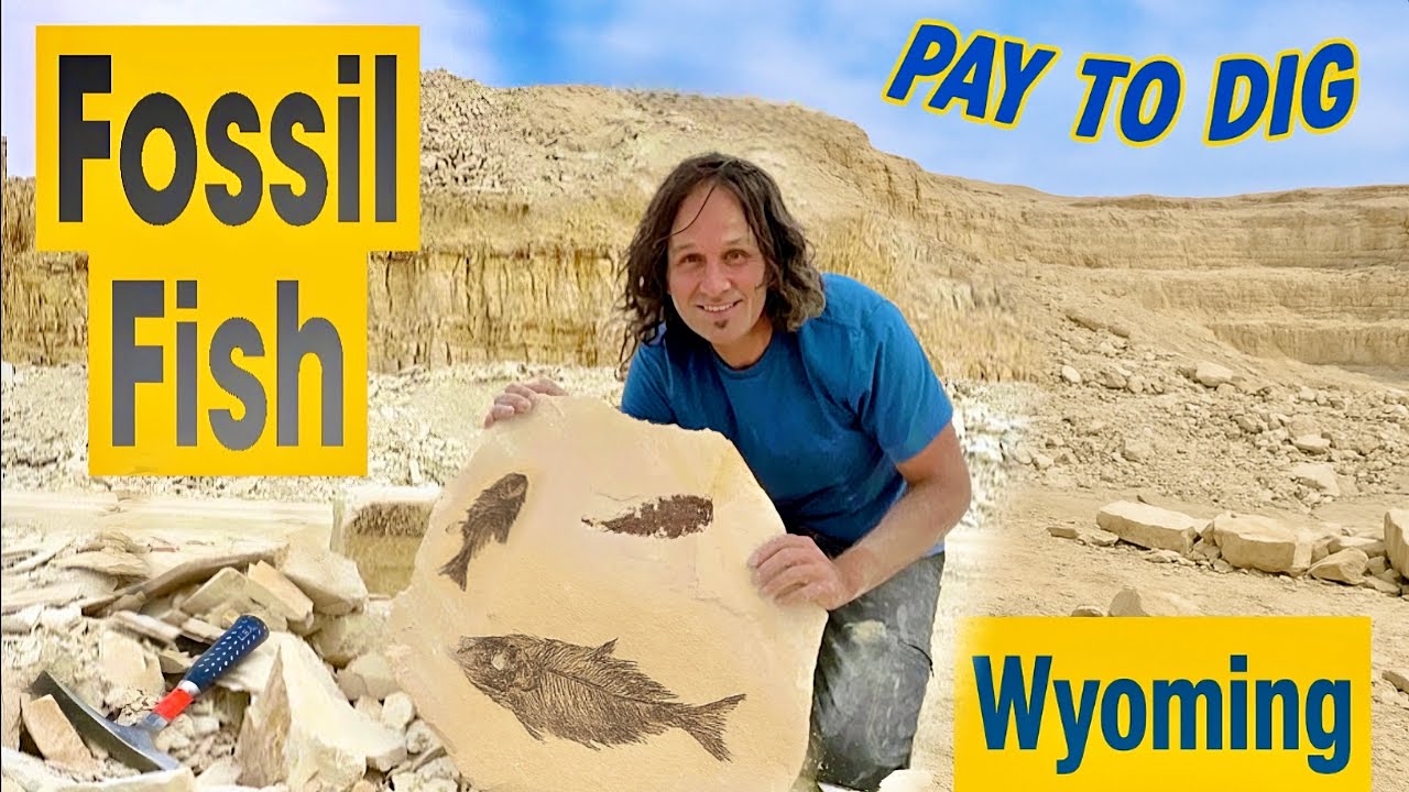 Some of the BEST Fossil Fish on Earth found here!