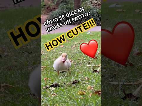 🐥 ❤️CÓMO SE DICE PATITO EN INGLÉS 🇬🇧 #pato #patito #ingles #british #inglesgratis #animales #amor
