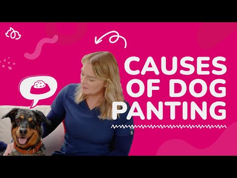 Reasons for Dog Panting: Is My Dog Ok? A Vet Explains