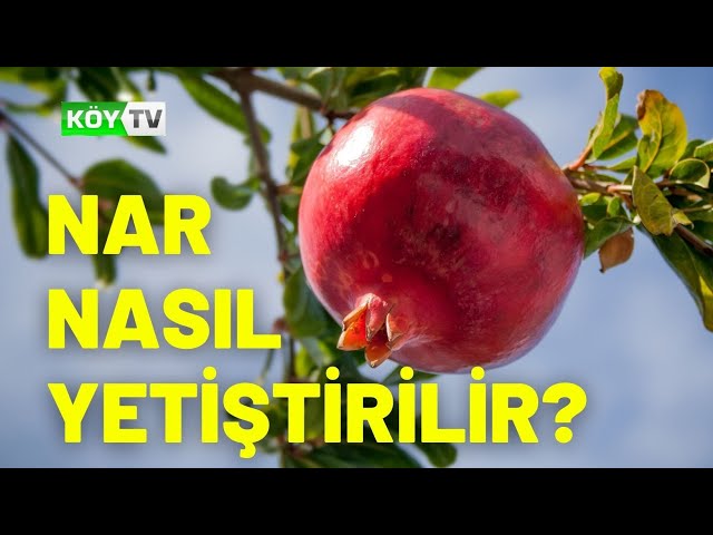 Nar Hangi Mevsimde Yetişir? Nasıl Ekilir, Yetiştirilir? - Nefis Yemek ...