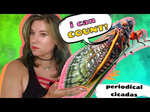 Why 17 years? & Other Periodical Cicada Questions