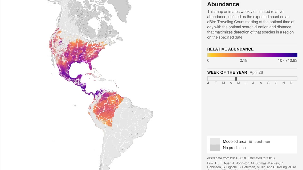 eBird Migration Animation