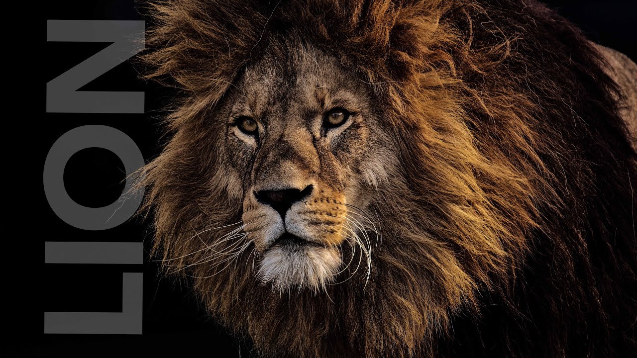 Lion Roars | Sound Effect (Copyright Free)