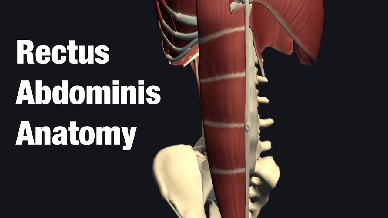 Anatomy and function of rectus abdominis
