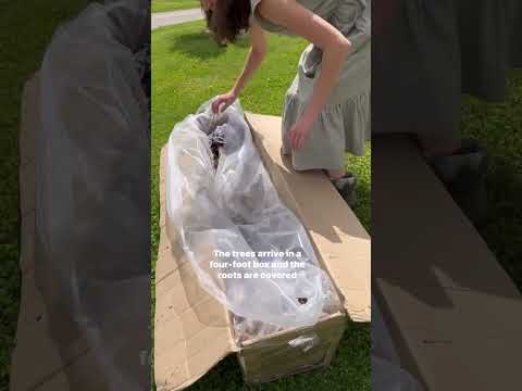 The start of our orchard! π