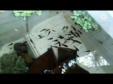 Molly Fish Life Cycle (From Birth to 2 Months)