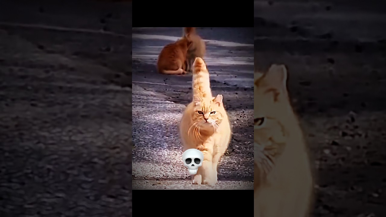Cats don't have any aura ☠️