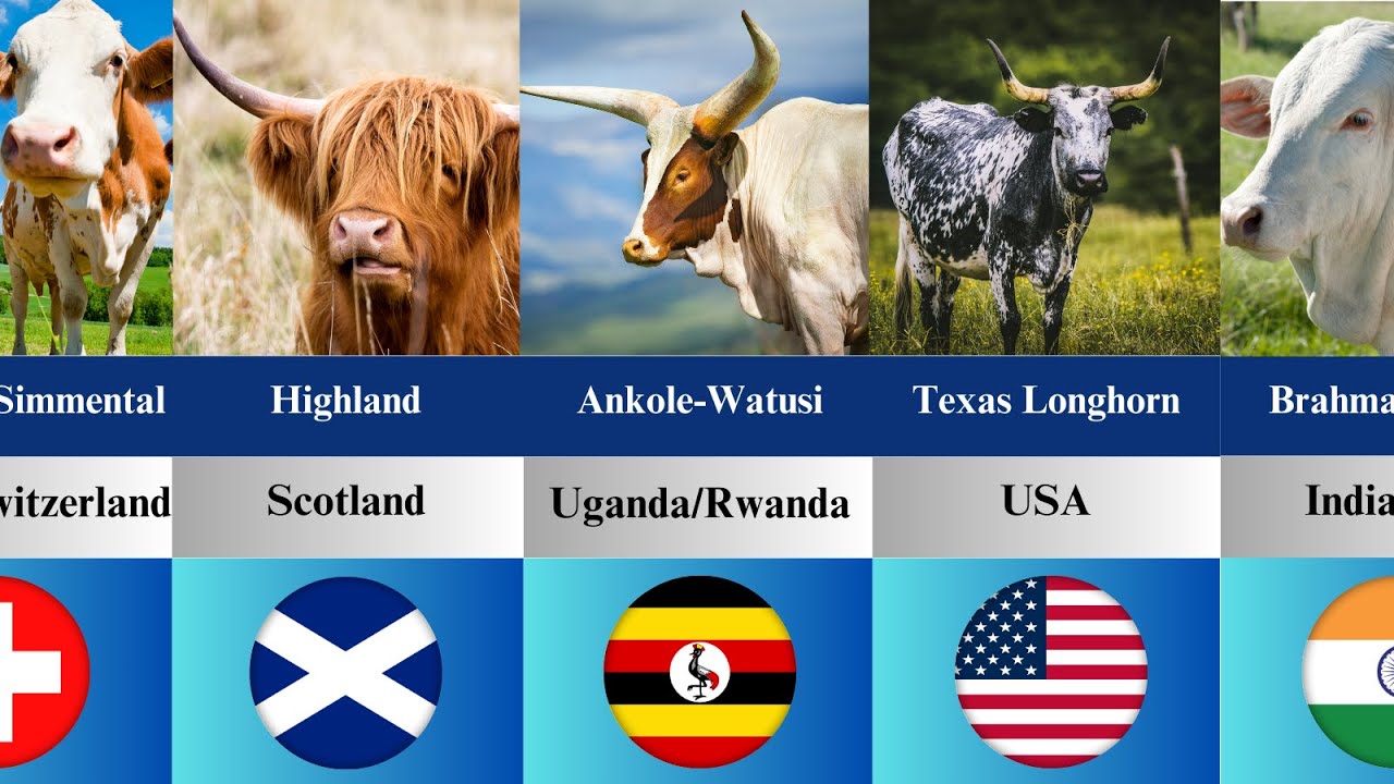Top Famous Cattle Breeds from Different Countries Revealed! | Cattle Origins