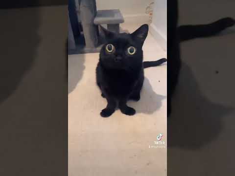 jinx still has no thoughts