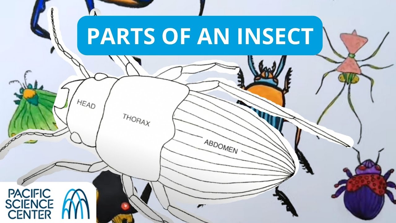 Parts of an Insect