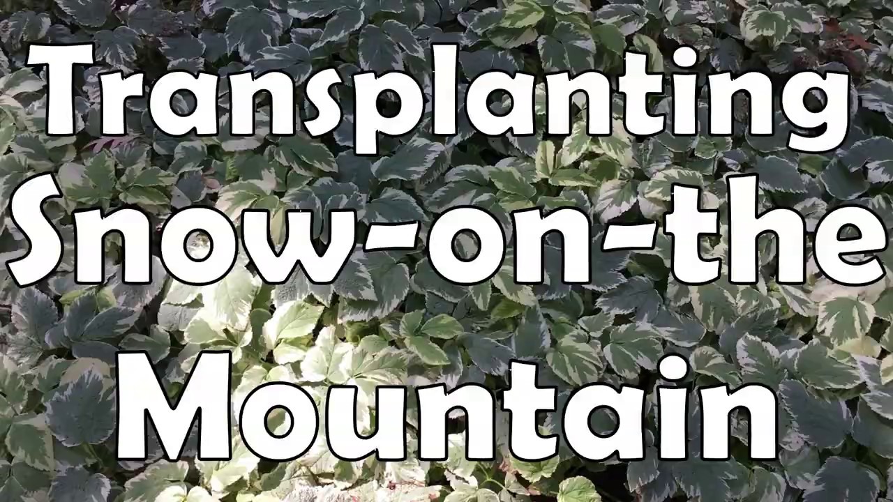 Transplanting Snow-on-the-Mountain