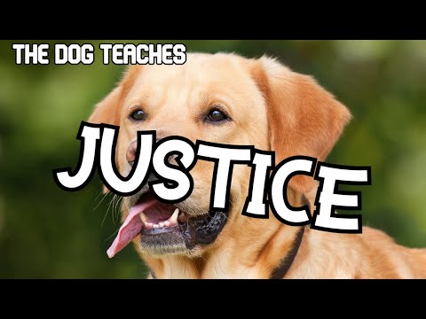 The Dog | Bible Lessons from Animals