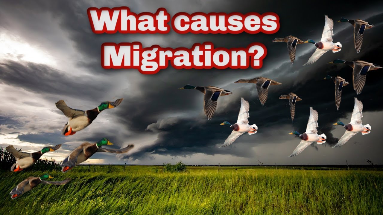 Duck Hunting - Weather and Ducks (Understanding Waterfowl MIGRATION)
