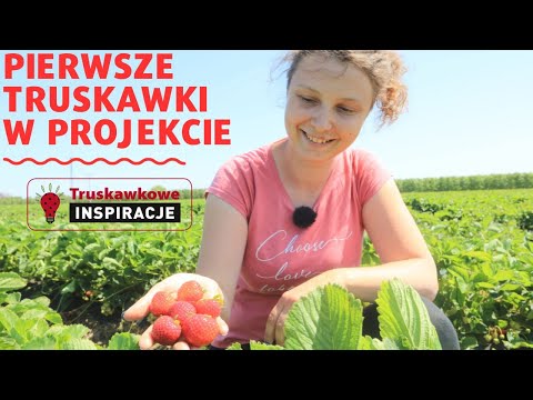 Pierwsze owoce na plantacji Truskawkowych Inspiracji