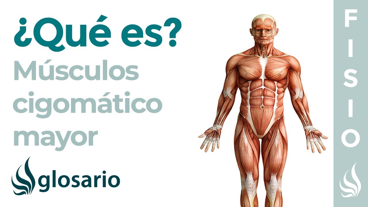 Músculo CIGOMÁTICO MAYOR | Qué es, ubicación, origen, inserción, inervación y función