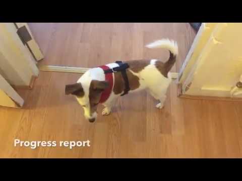 Progress Report for Trans Pride NI | Trans Pride NI