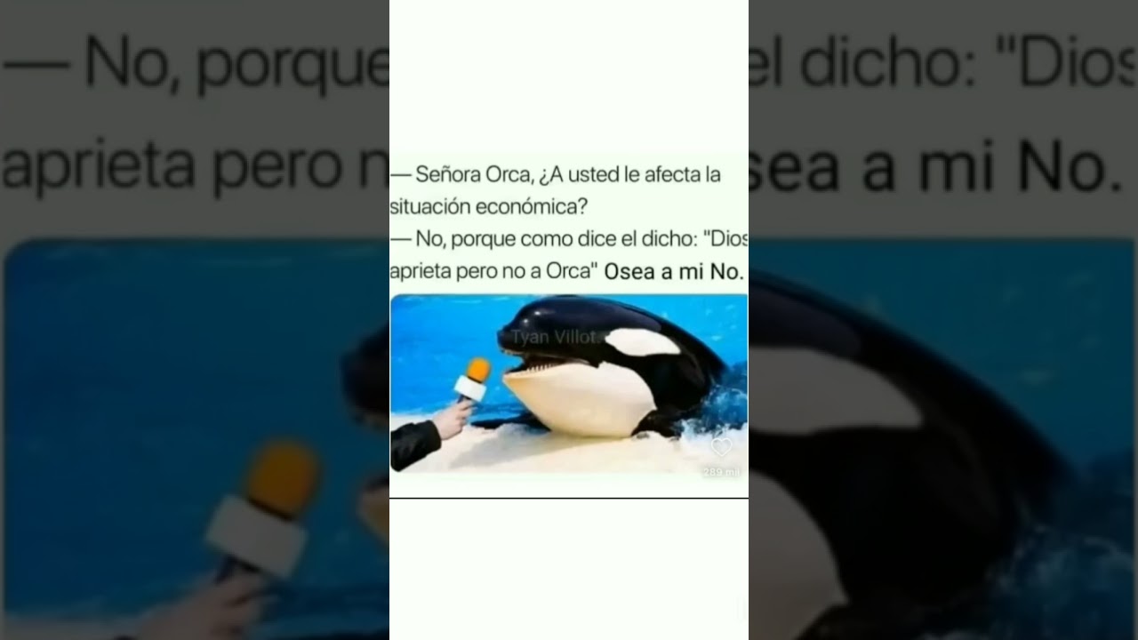 Momo momazos #memes #memefras #memelas #humor #memos