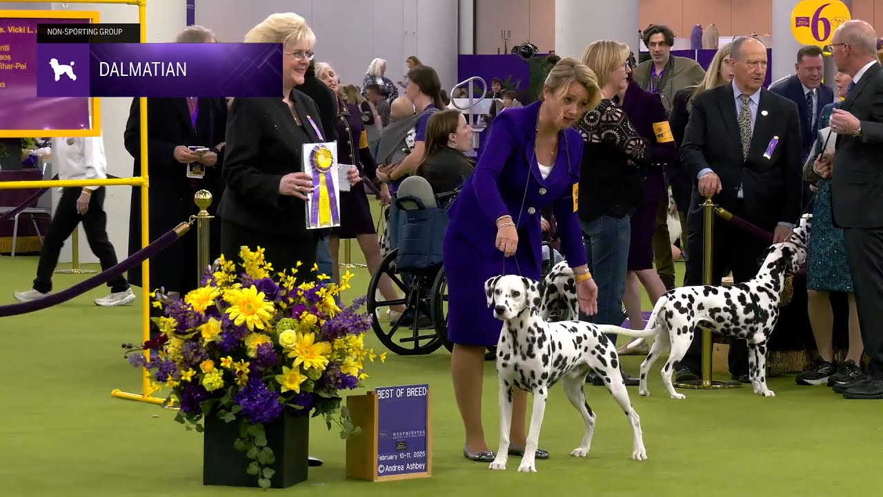 Dalmatians | Breed Judging 2025